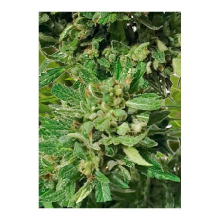 Auto Gelato ICE - Semillas Auto USA Strains Mr. Hide Seeds