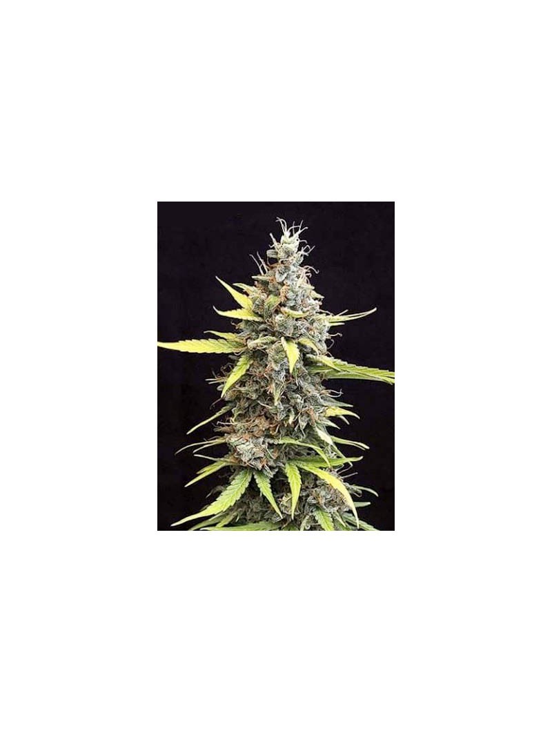 Auto Mazar Blue - Semillas Autoflorecientes Mr. Hide Seeds