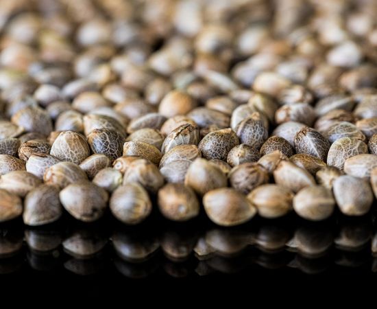 Guía de cultivo para plantas de marihuana - Mr. Hide Seeds®